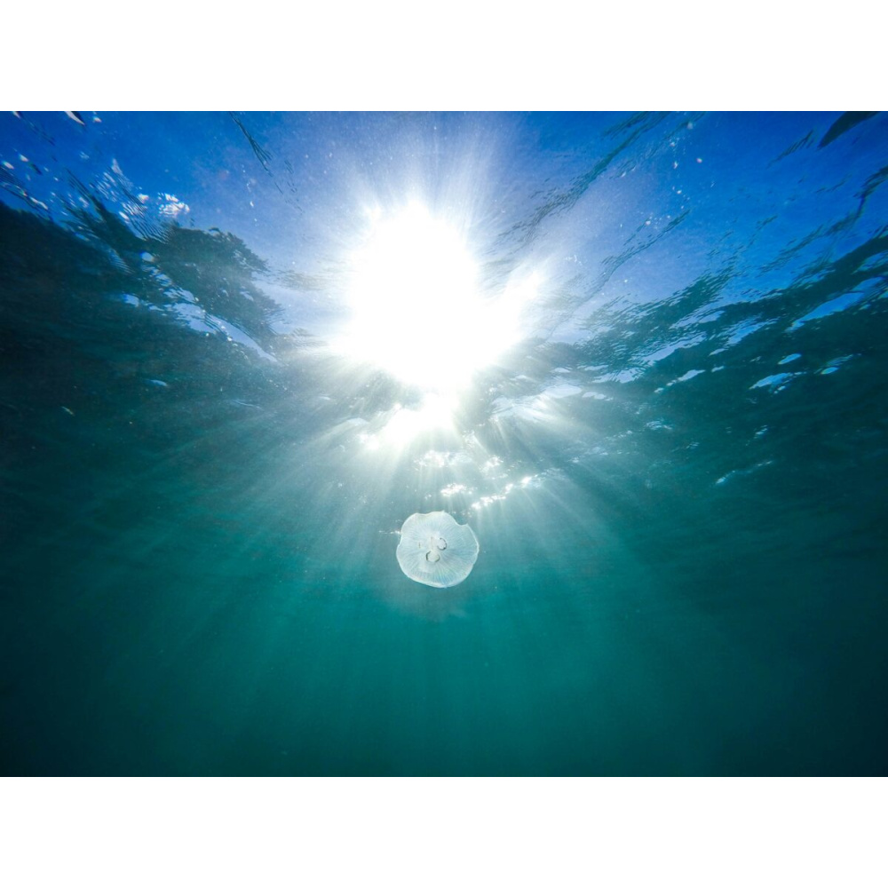 New coating prevents plant growth on underwater solar cells - Setpile