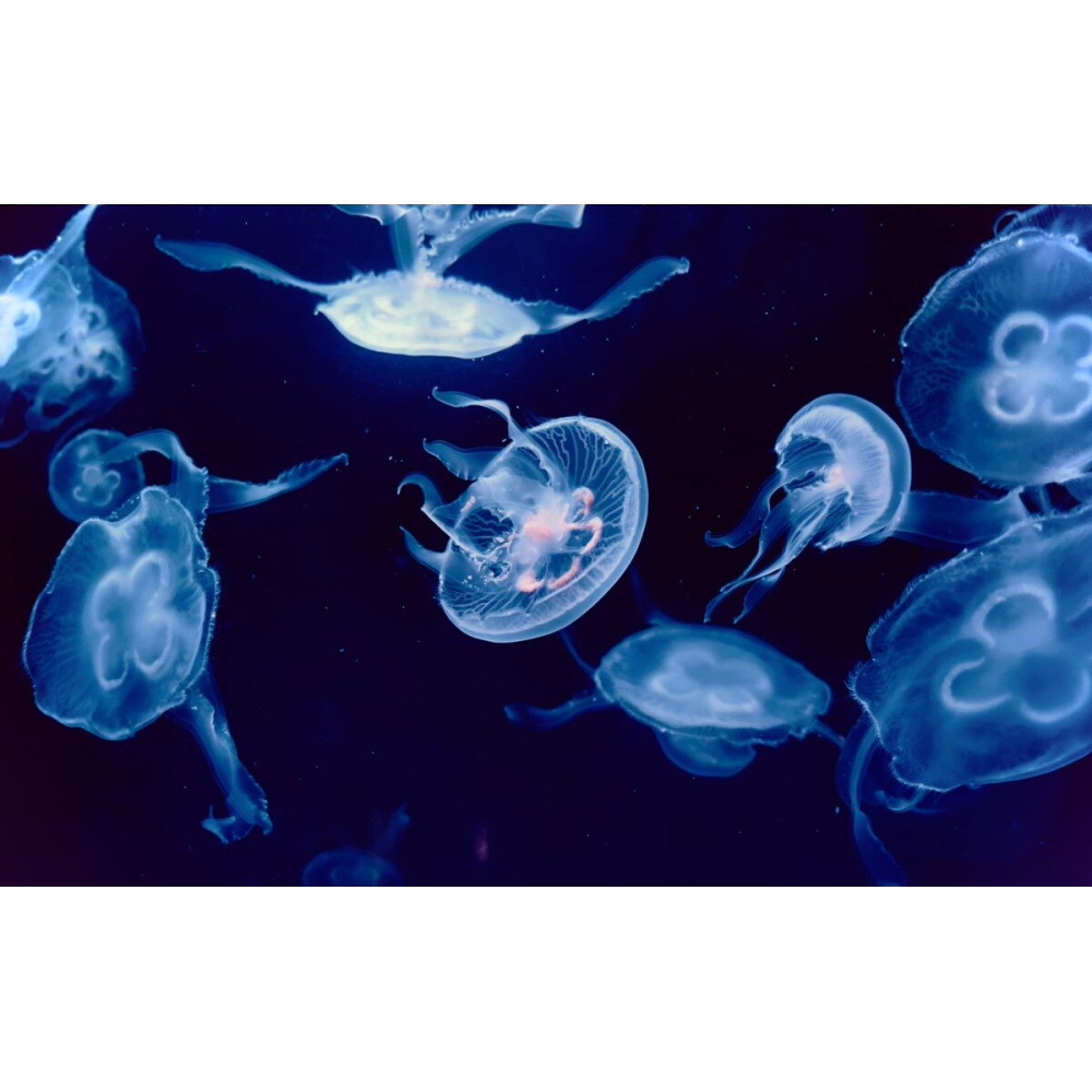 New PV system sizing approach based on jellyfish search algorithm - Setpile