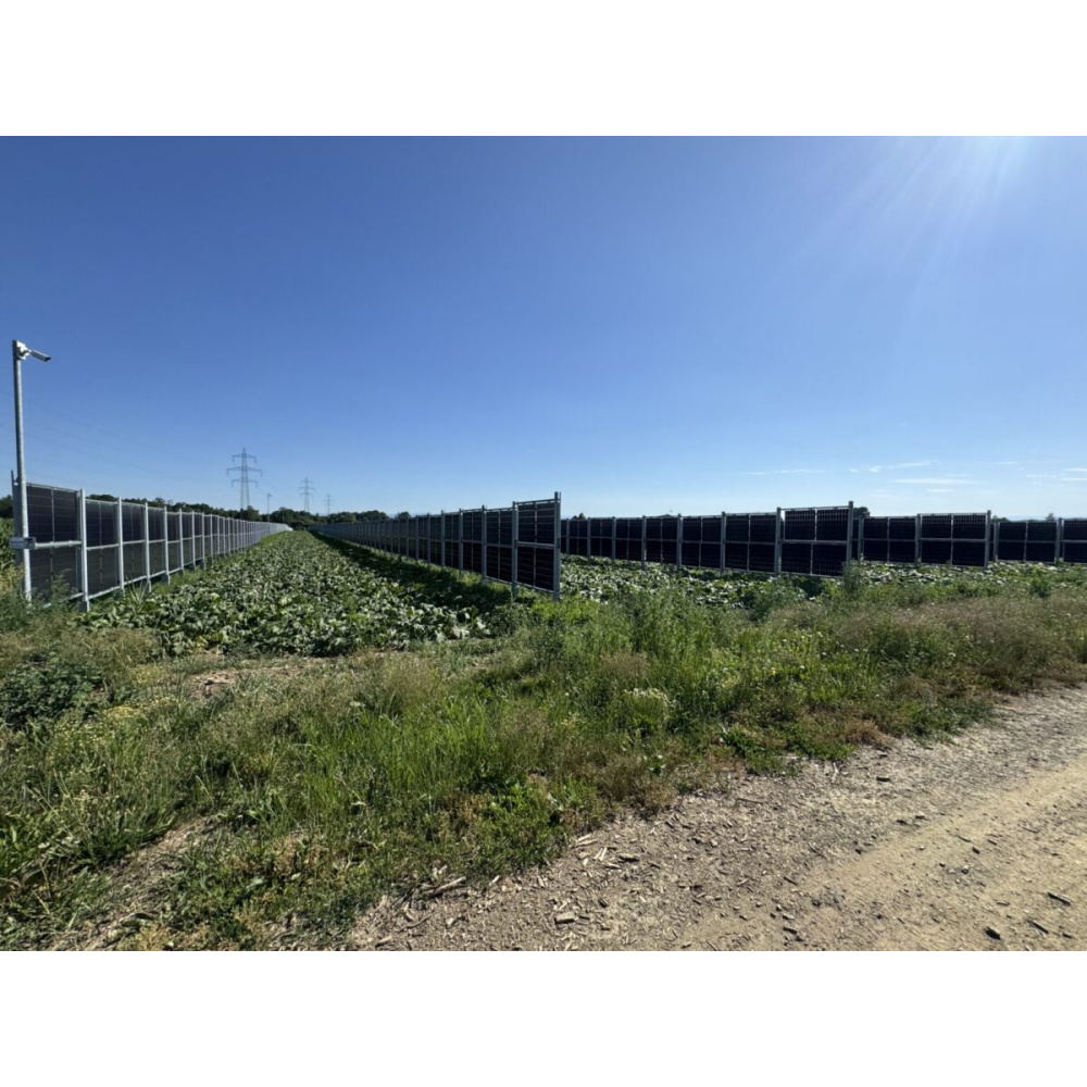 A closer look at vertical agrivoltaics - Setpile